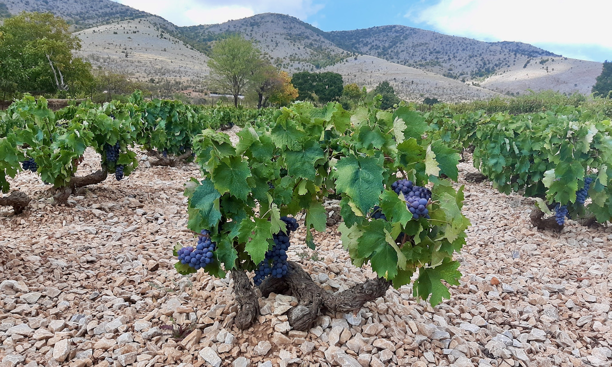 Diamantis Moschomavro 2018 Siatista | Jancis Robinson